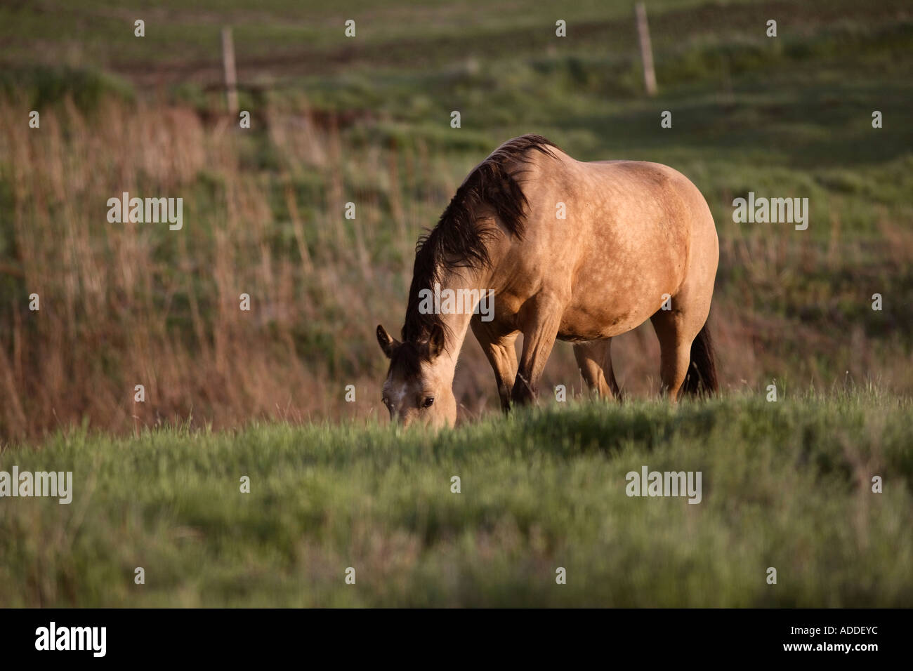 Horse grazing in pasture Stock Photo - Alamy