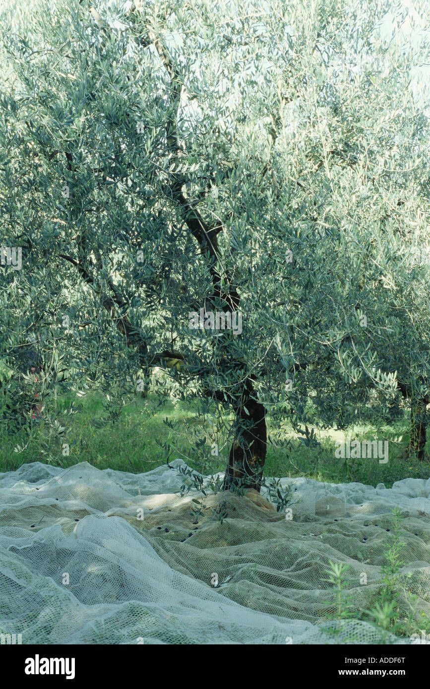 Olive tree with net underneath Stock Photo - Alamy