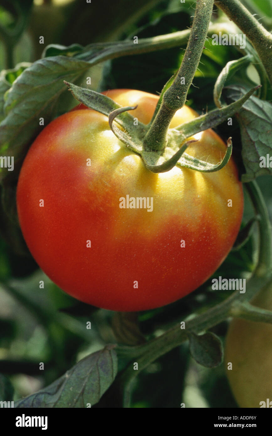 Tomato growing on vine Stock Photo - Alamy