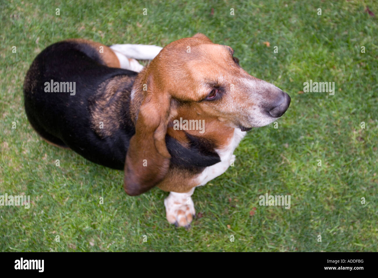 Adult male Basset Hound Stock Photo - Alamy