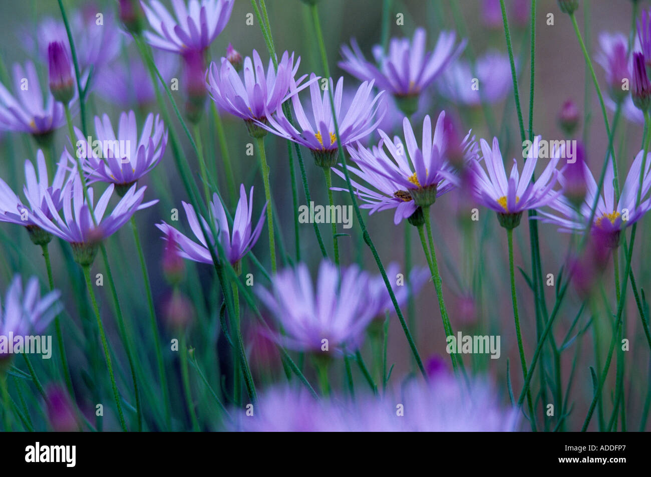 Utah daisy hi-res stock photography and images - Alamy