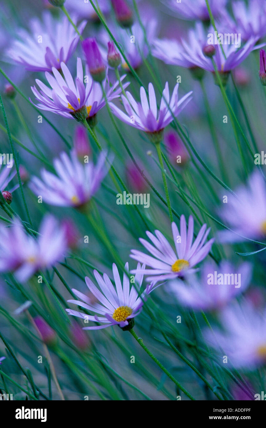 Utah daisy hi-res stock photography and images - Alamy