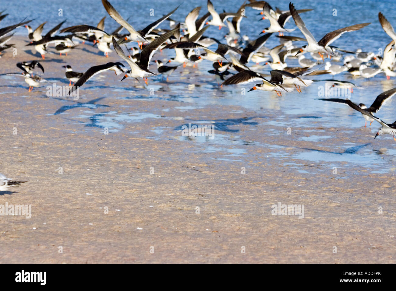 Birds flock scared hi-res stock photography and images - Alamy