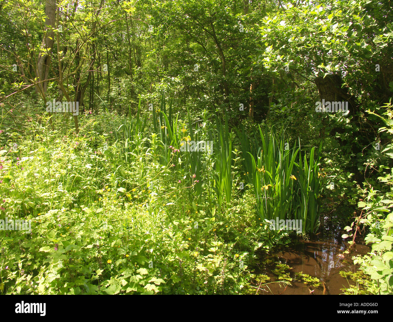 Woodland springs hi-res stock photography and images - Alamy