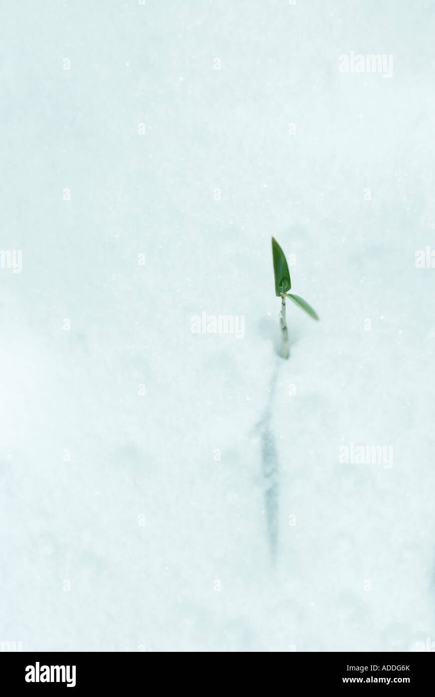 Budding plant emerging from snow hi-res stock photography and images ...