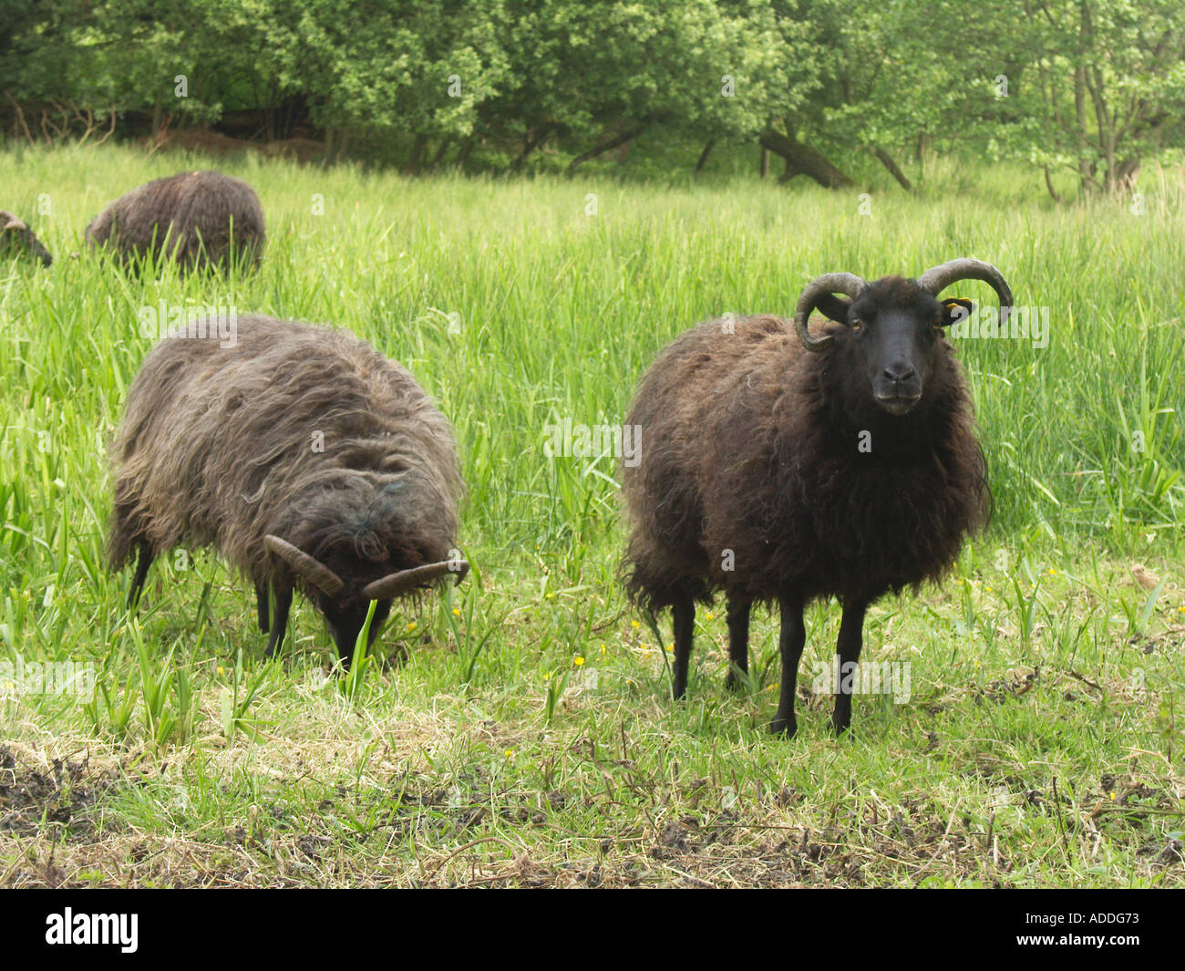 Traditional hebridean sheep breed conservation grazing meadow Newbourne ...