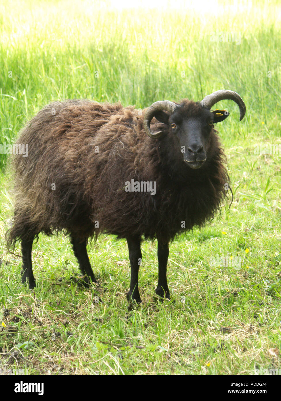 Traditional hebridean sheep breed grazing meadow Newbourne Springs ...