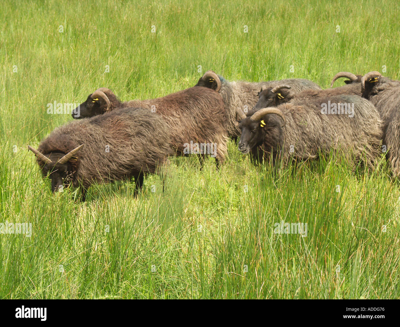 Suffolk sheep breed hi-res stock photography and images - Alamy