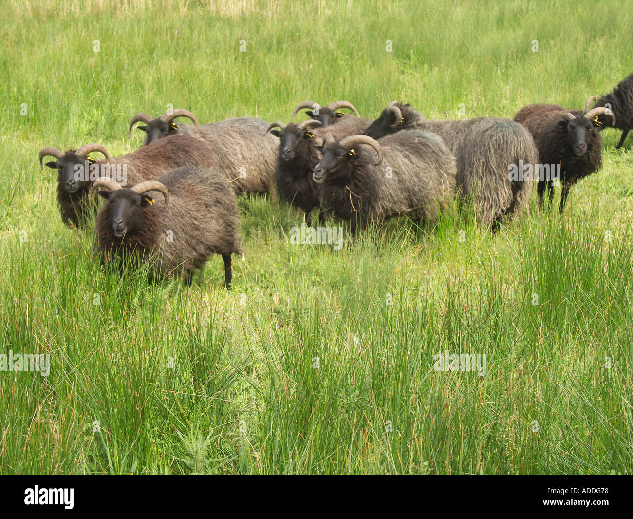 Traditional hebridean sheep breed conservation grazing meadow Newbourne ...