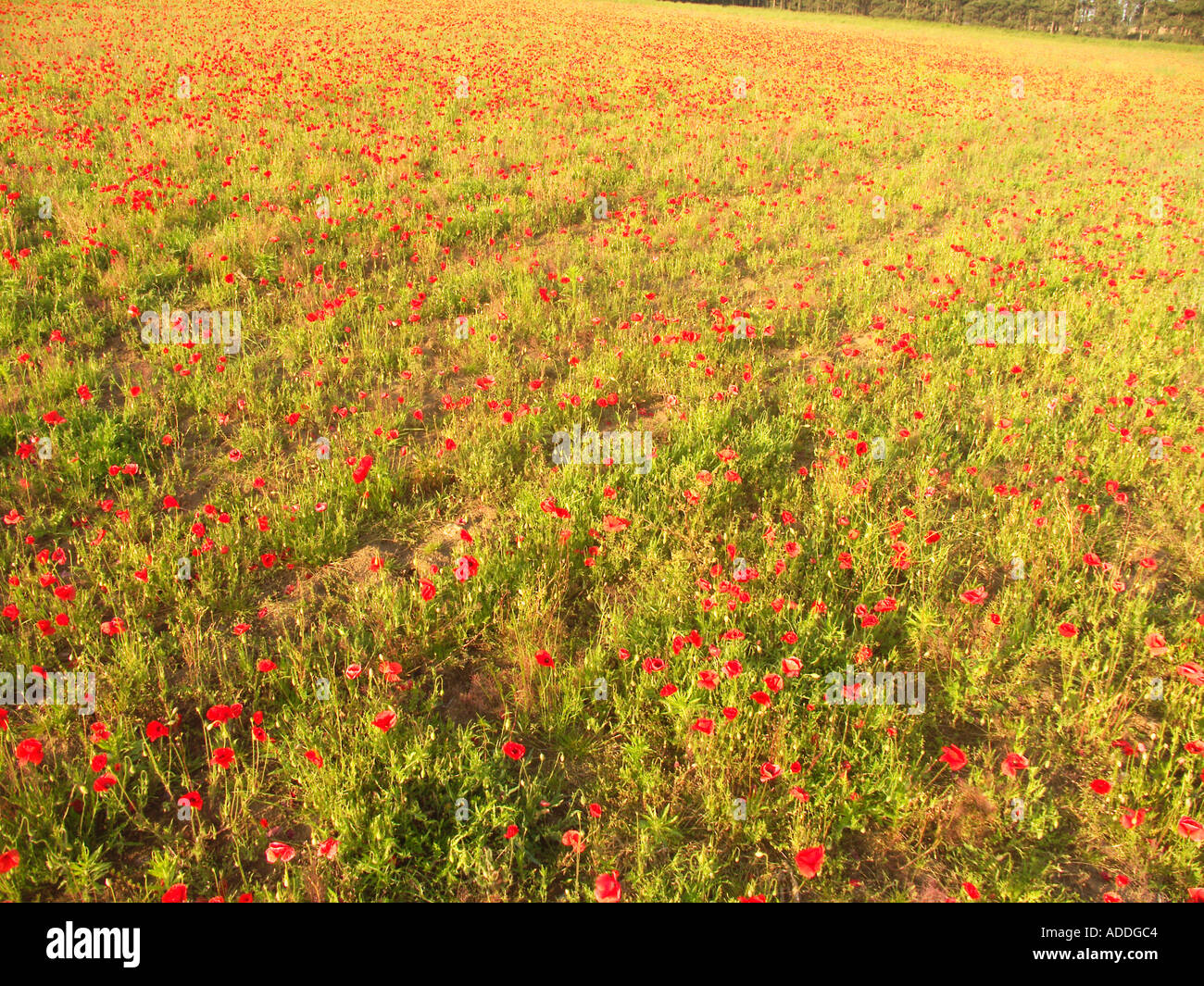 Field of poppies in set aside field Suffolk England Stock Photo - Alamy