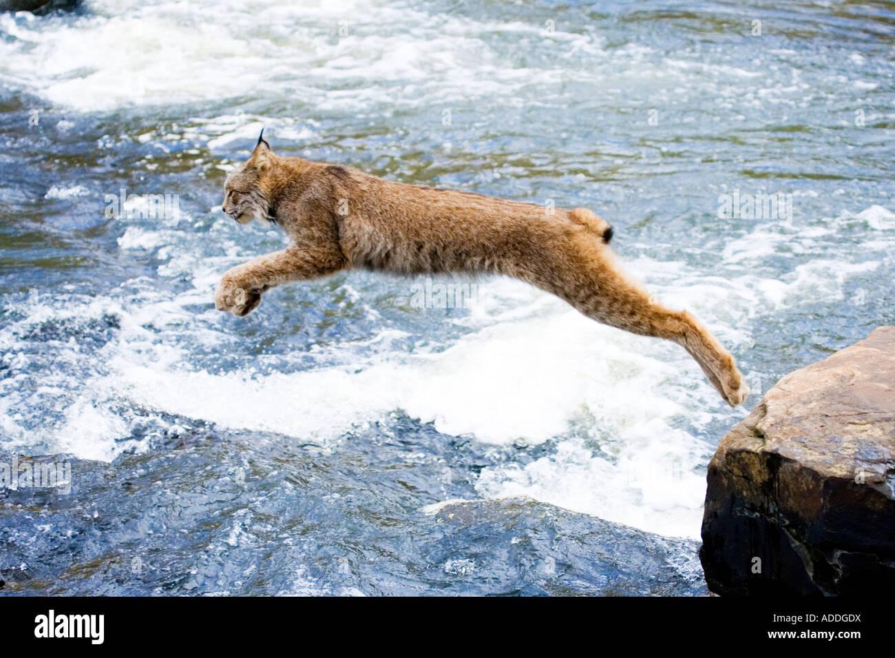 Lynx snowshoe hare hi-res stock photography and images - Alamy