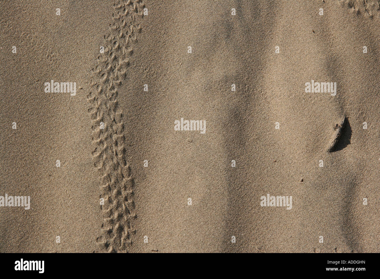 Reptile prints hi-res stock photography and images - Alamy