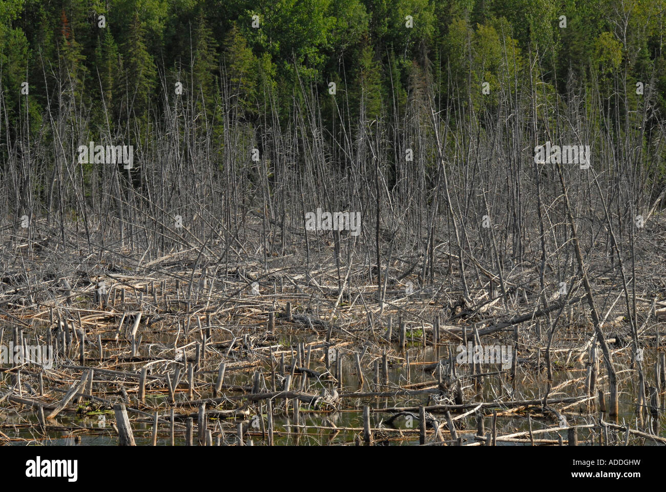 Canada burnet hi-res stock photography and images - Alamy
