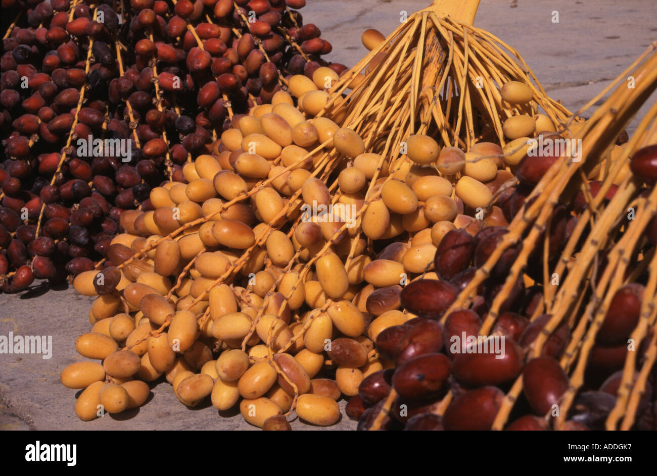 Fresh Dates for sale in Egypt Stock Photo - Alamy