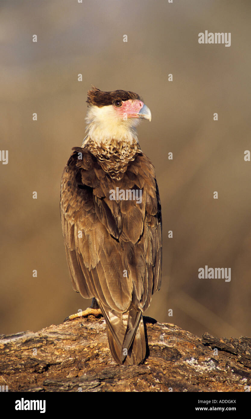 Caracara back hi-res stock photography and images - Alamy