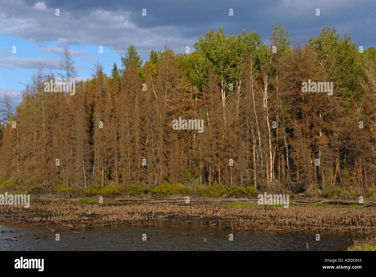 Abitibi Region High Resolution Stock Photography and Images - Alamy