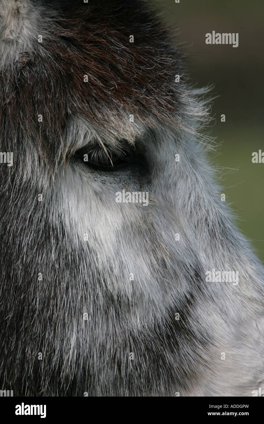 Donkey looking over a farm gate Stock Photo - Alamy