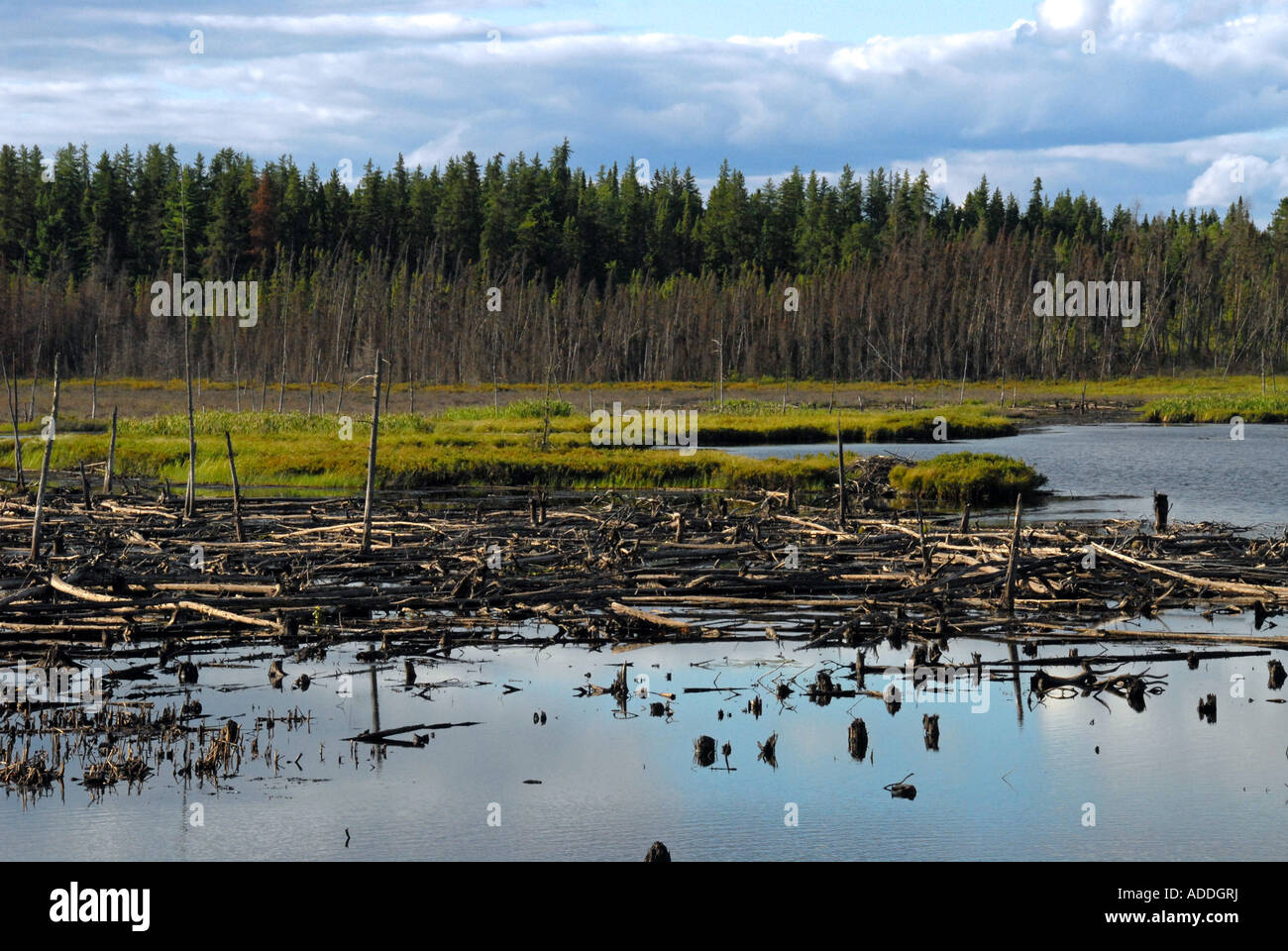 Marsh and destroyed forest quebec Stock Photo - Alamy