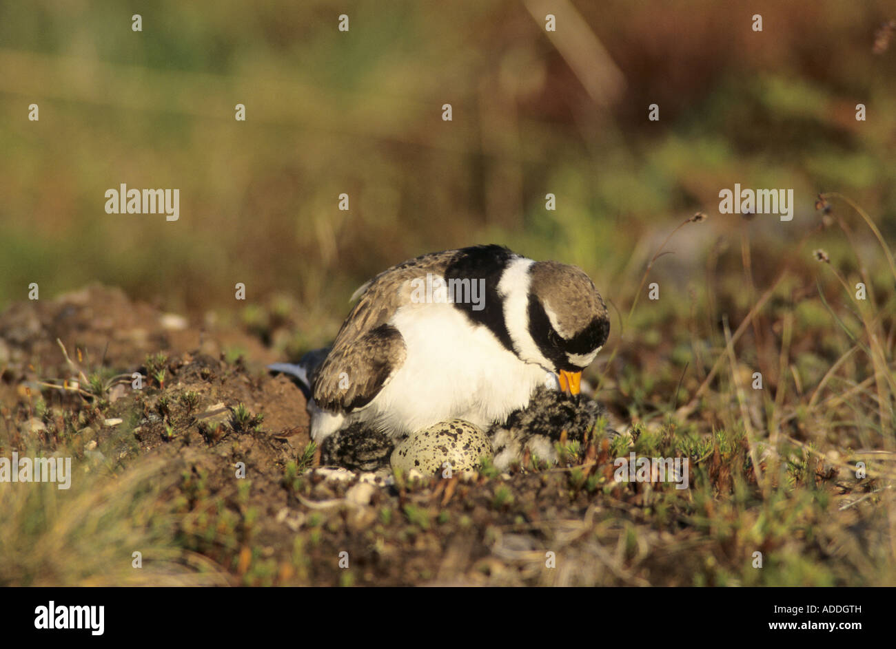 Male chicks eggs hi-res stock photography and images - Alamy