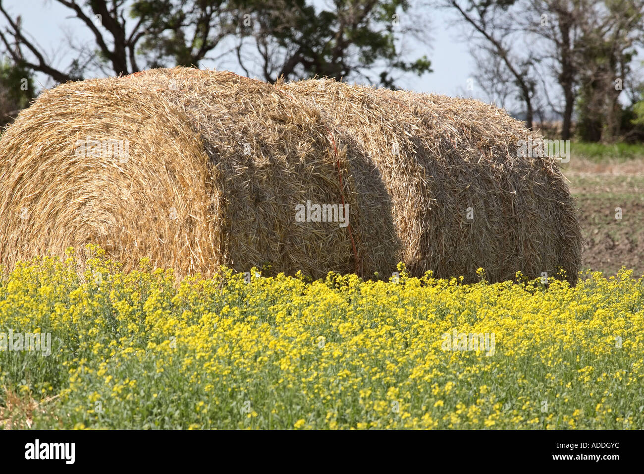Hay bales canola field hi-res stock photography and images - Alamy