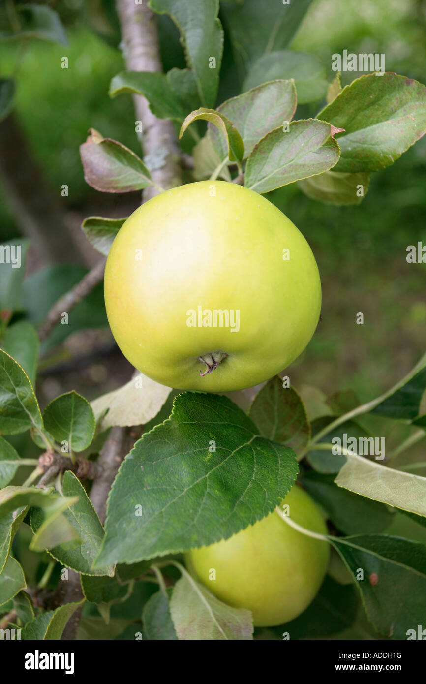Fresh green apple on tree in summer Stock Photo - Alamy