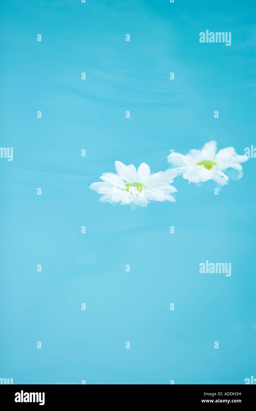 Daisies floating on surface of water Stock Photo - Alamy
