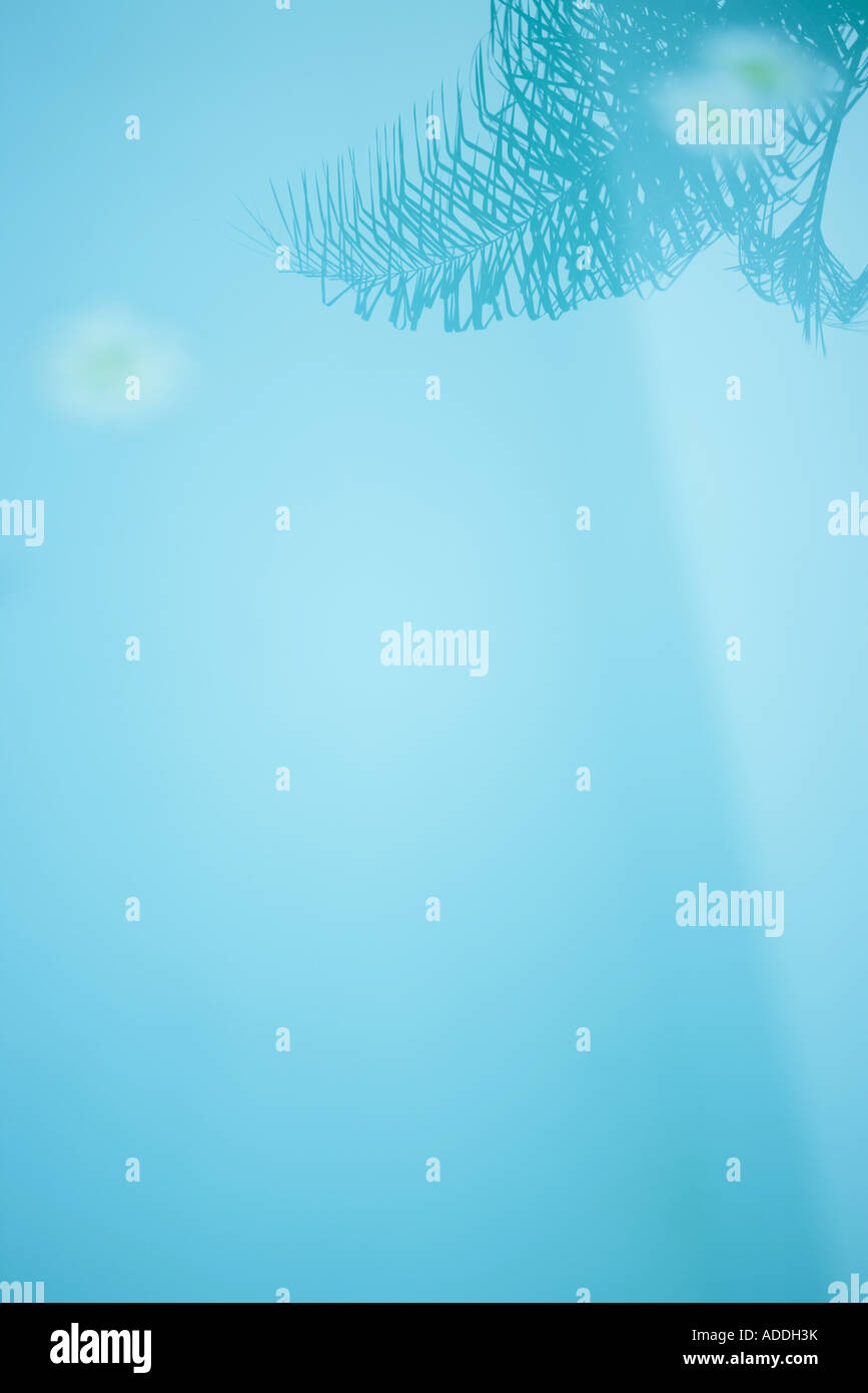 Palm reflected in surface of water Stock Photo - Alamy