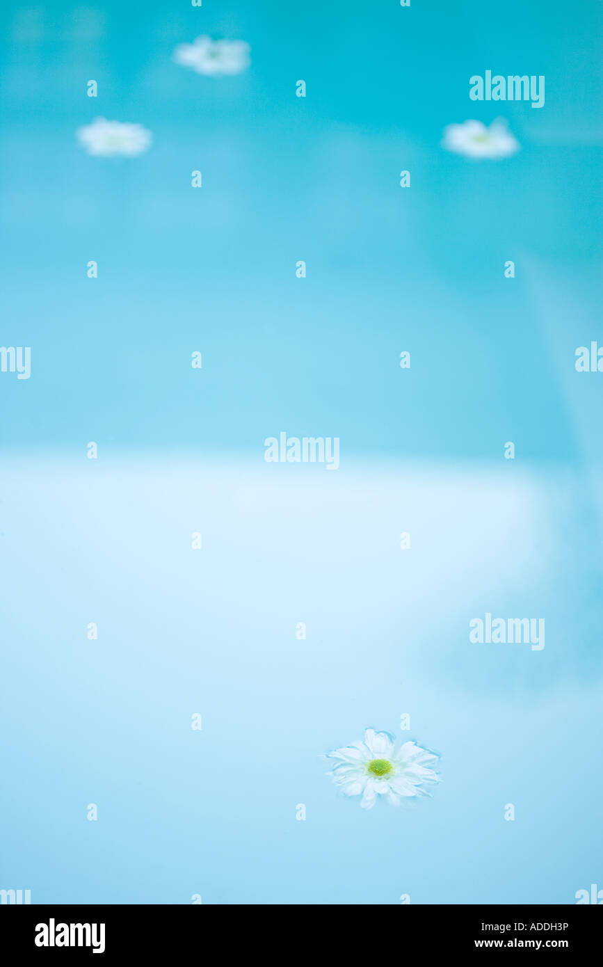 Daisies floating on surface of water Stock Photo - Alamy