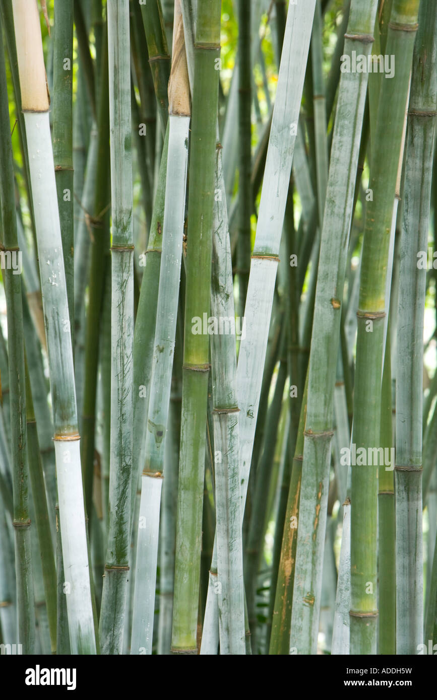 Thick bamboo stalks hi-res stock photography and images - Alamy