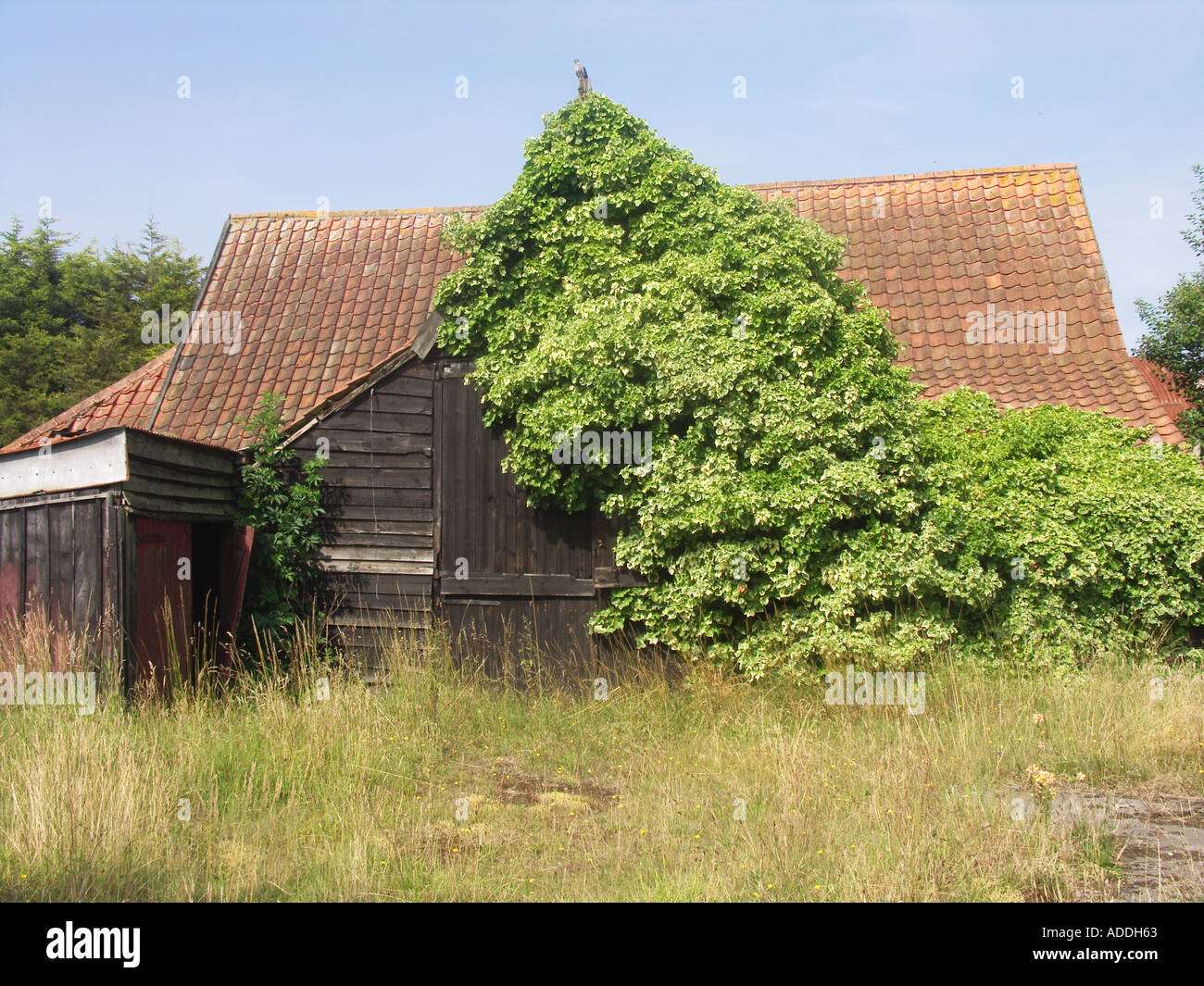 Old overgrown barn ripe for property development conversion to housing ...