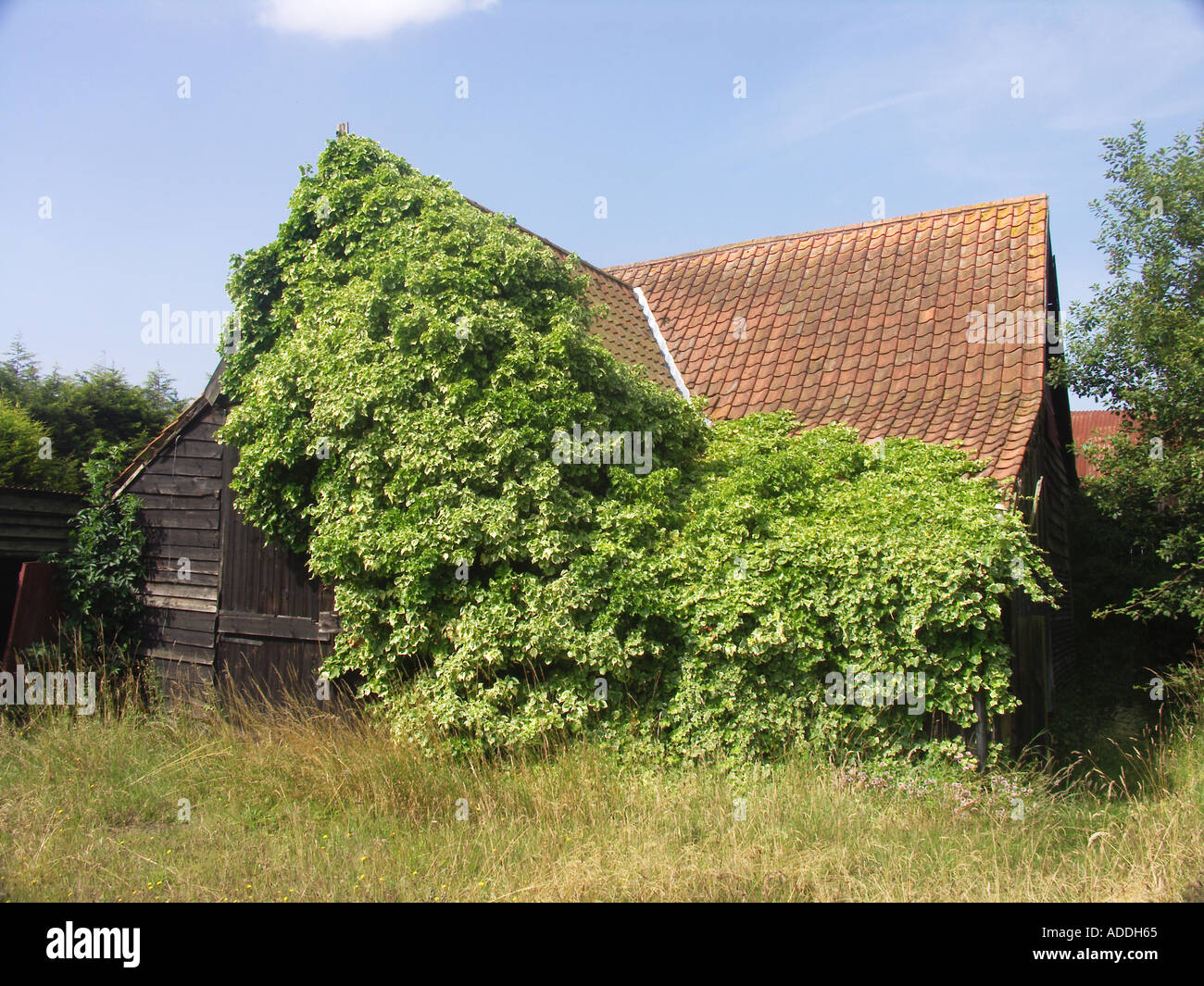 Old overgrown barn ripe for property development conversion to housing ...