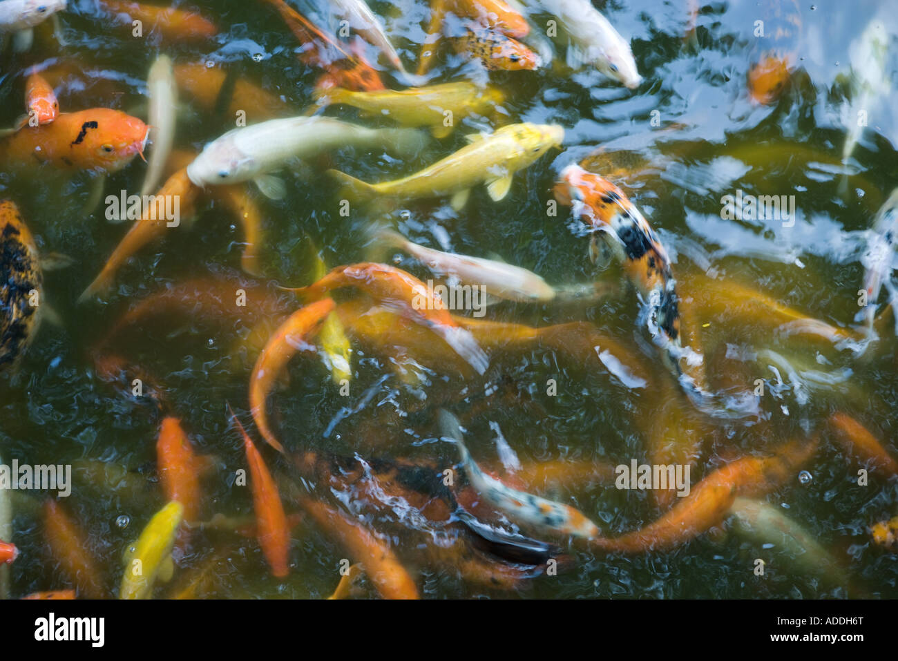 Goldfish varieties hi-res stock photography and images - Alamy