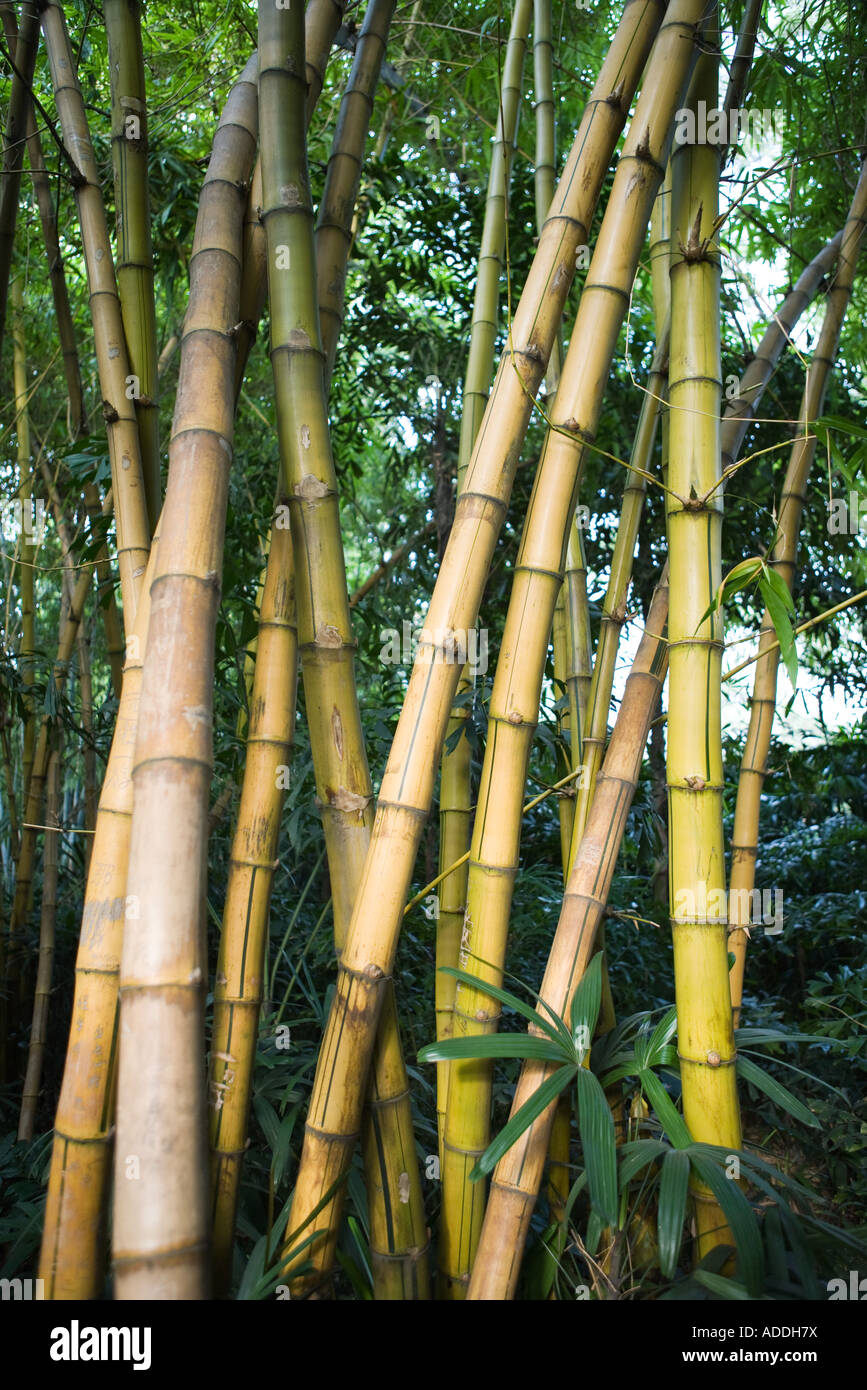 Bamboo plant hi-res stock photography and images - Alamy