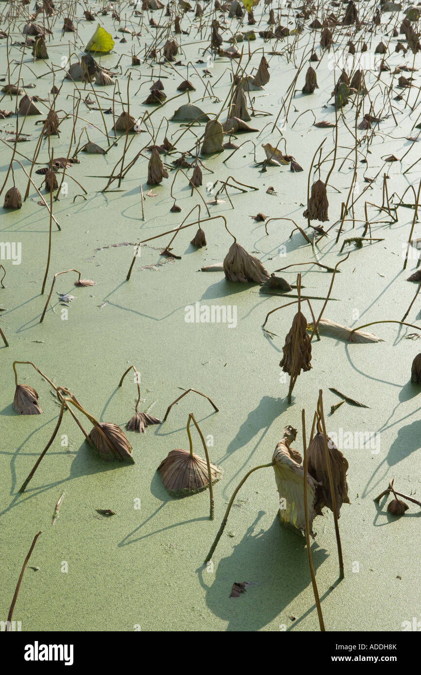 Dead leaves sinking into duckweed on surface of water, full frame Stock ...