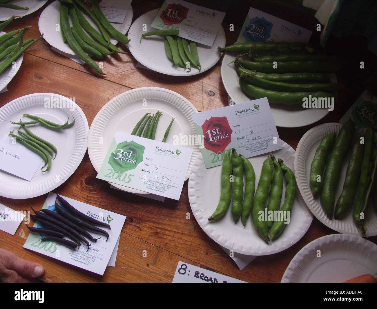 Prize winning beans in village show Stock Photo - Alamy