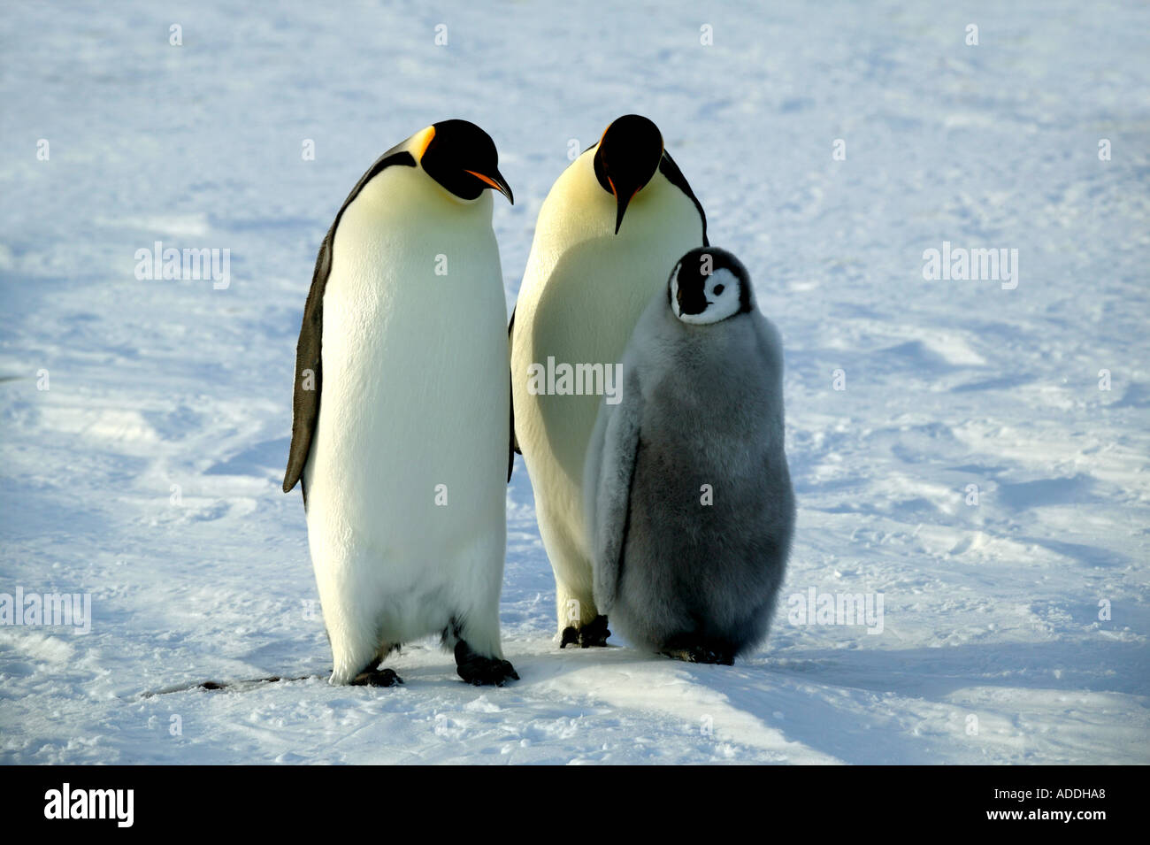 Atka bay hi-res stock photography and images - Alamy