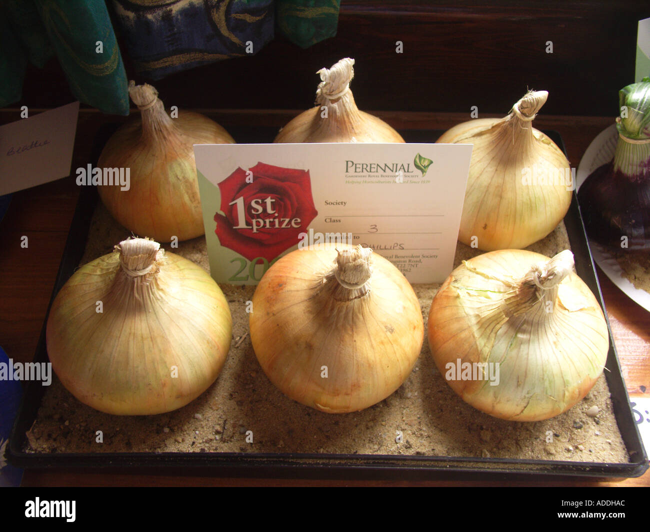 Prize winning onions in village show Stock Photo - Alamy