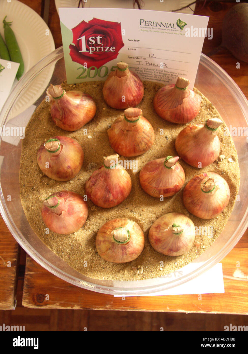 Prize winning onions in village show Stock Photo - Alamy