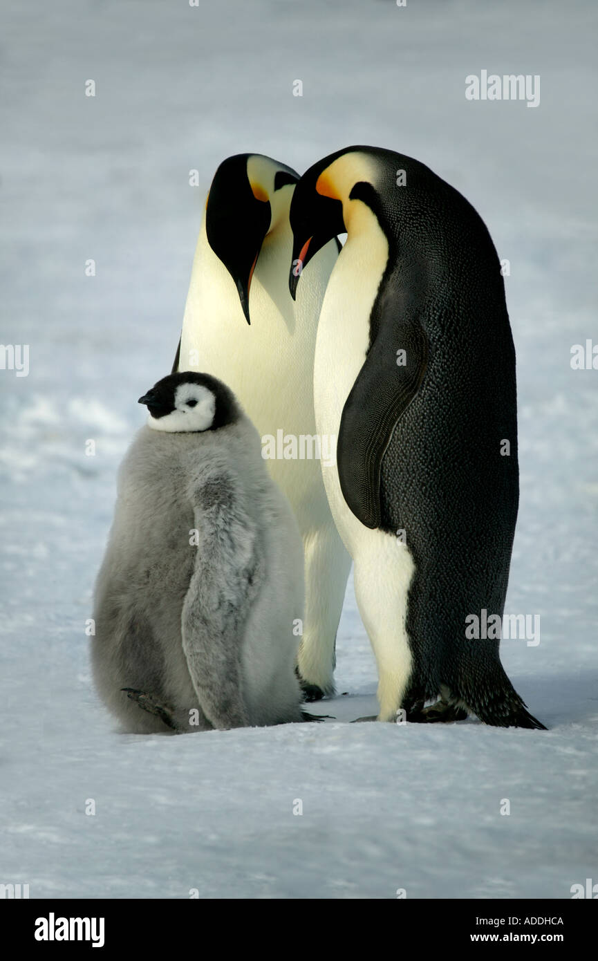Atka bay hi-res stock photography and images - Alamy