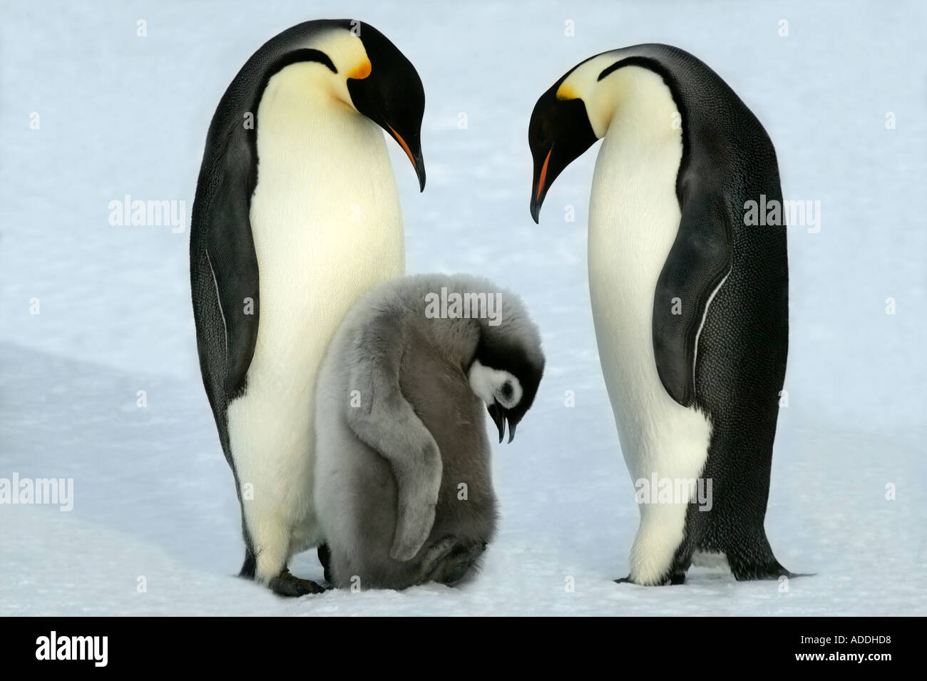 Atka bay hi-res stock photography and images - Alamy