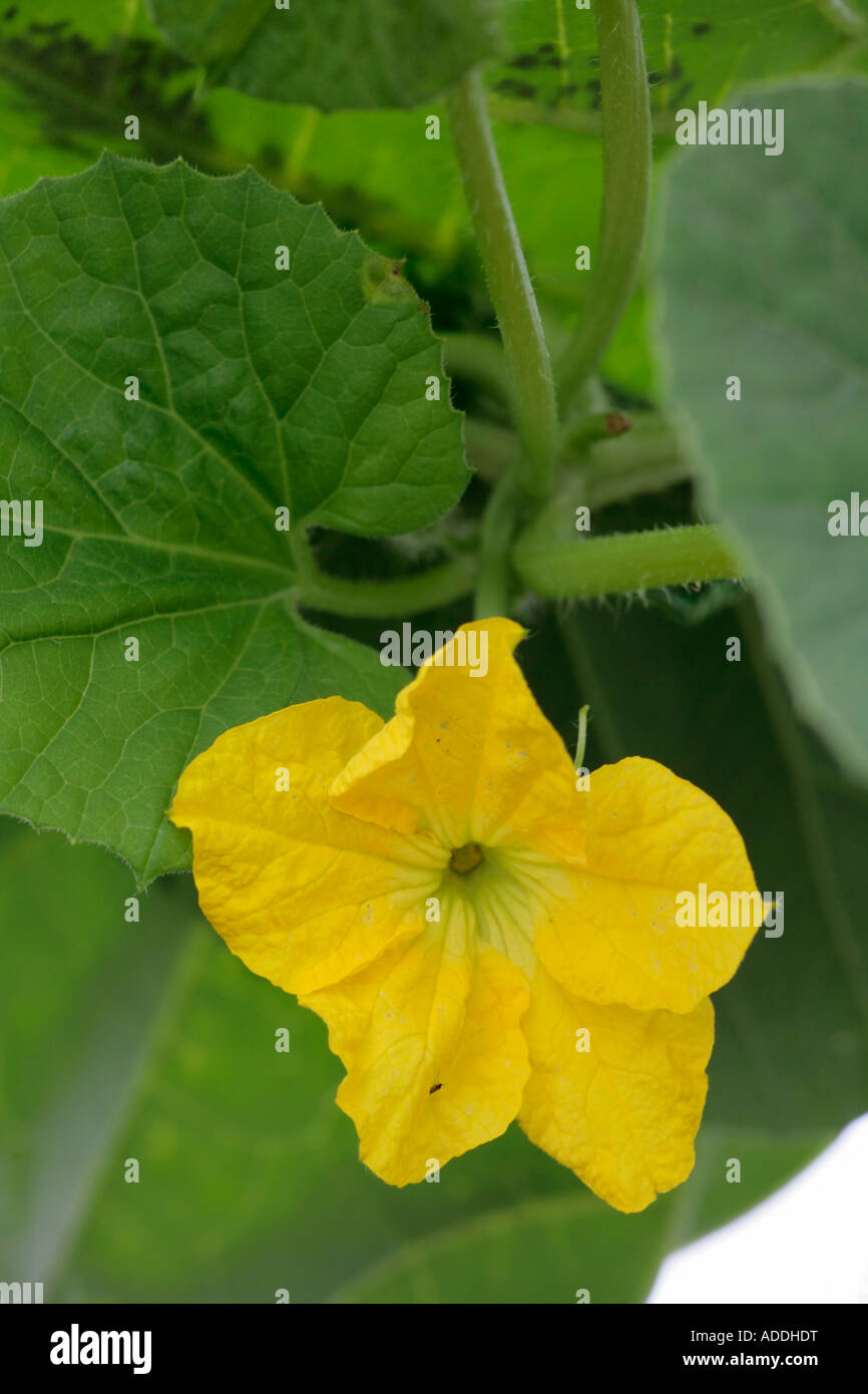 A single bright yellow Melon flower in bloom in summer Stock Photo - Alamy