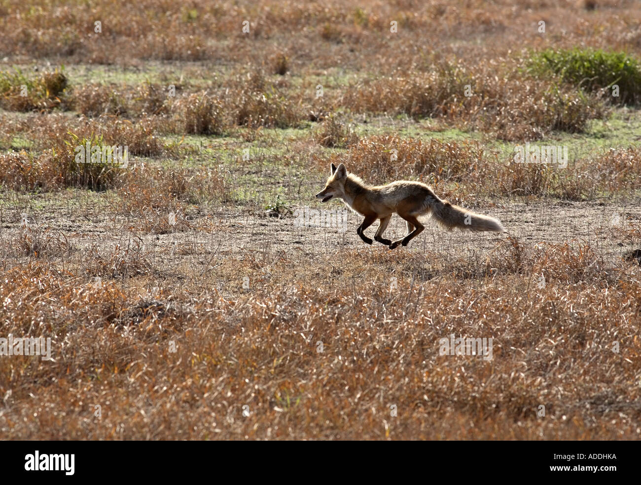 Red Fox running through field in scenic Saskatchewan Canada Stock Photo ...
