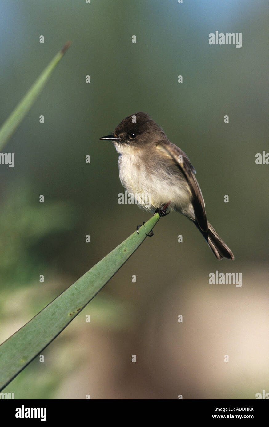 Eastern Phoebe Sayornis phoebe adult Lake Corpus Christi Texas USA ...