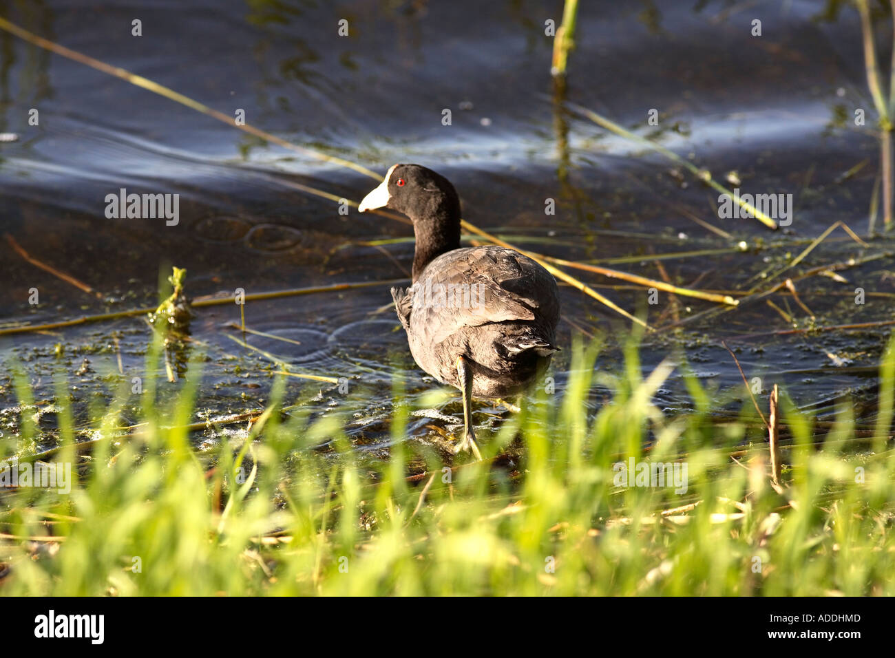 An American Coot at roadside pond in scenic Saskatchewan Canada Stock ...