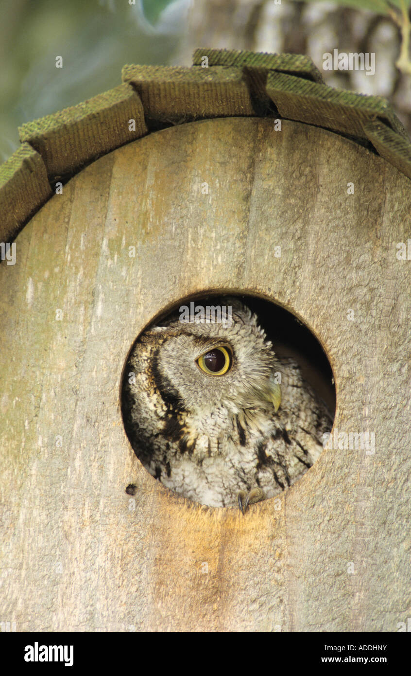 Screech owl nest box hi-res stock photography and images - Alamy