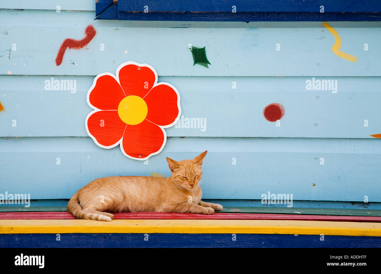 San Pedro Belize A cat sleeps on a bench in the tourist town of San ...