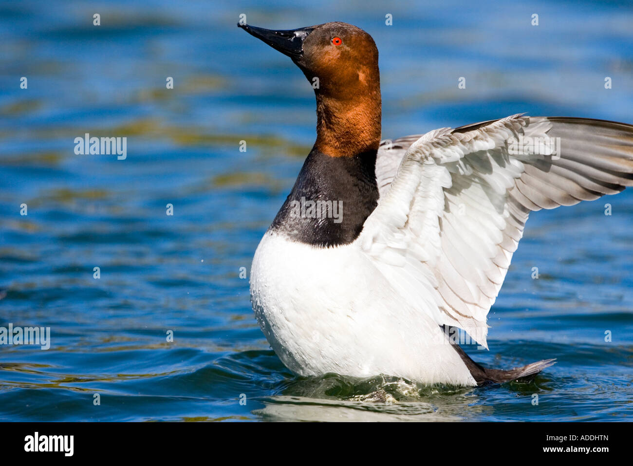 Canvasback duck flying hi-res stock photography and images - Alamy