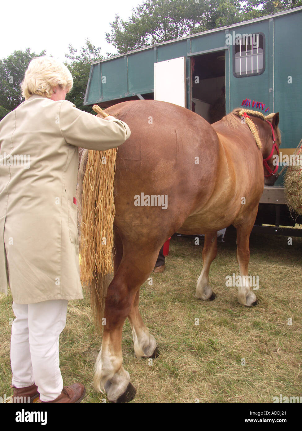 Suffolk horse at horse show hi-res stock photography and images - Alamy