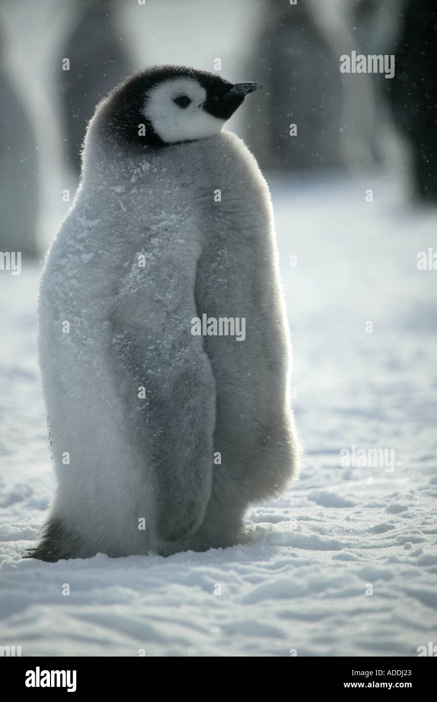 Emperor penguin chick in snow Halley Bay Antarctica Stock Photo - Alamy