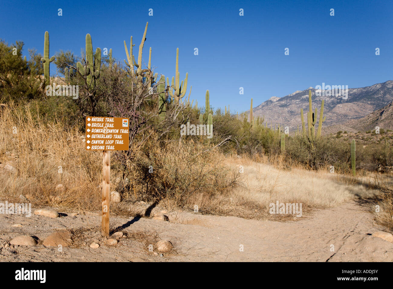 Signs guide hikers between Saguaro cacti in Catalina State Park near ...